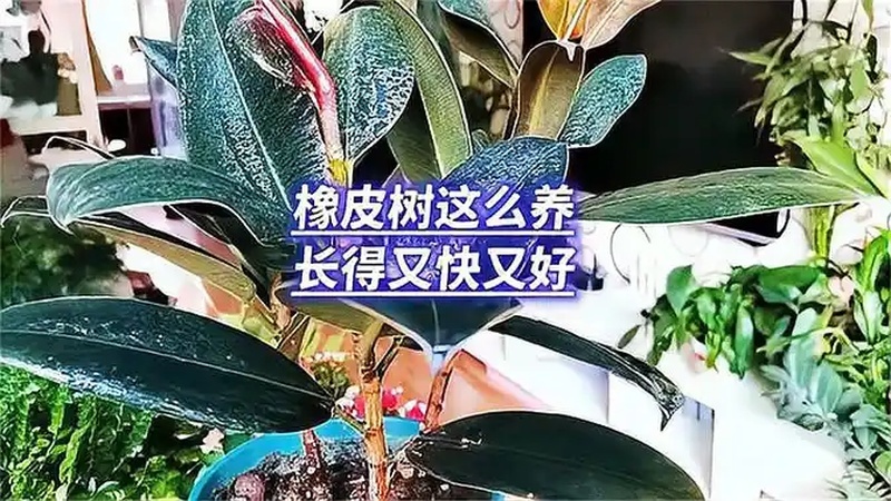 橡皮树这么养,长得又快又好