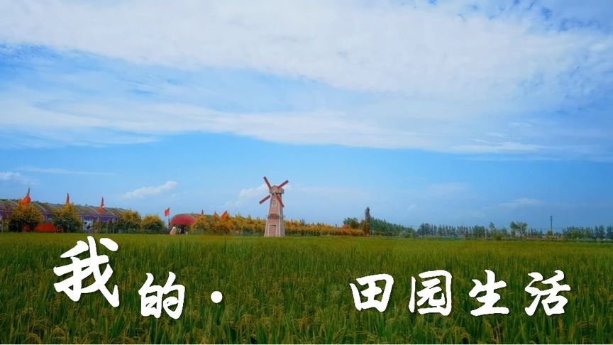 雨后的稻田,格外的美丽