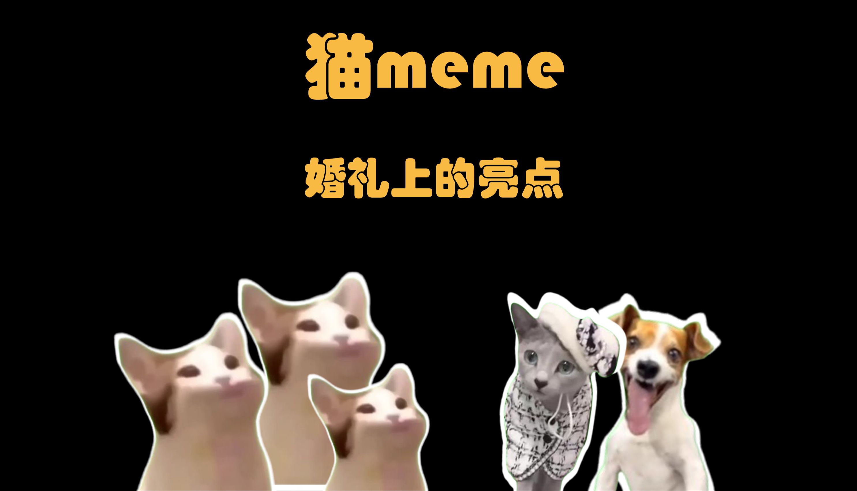猫meme|婚礼上的亮点