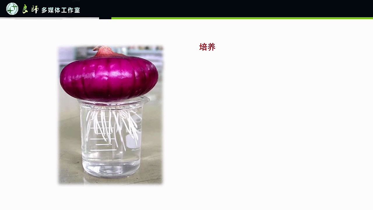 制作并观察植物细胞有丝分裂的临时装片