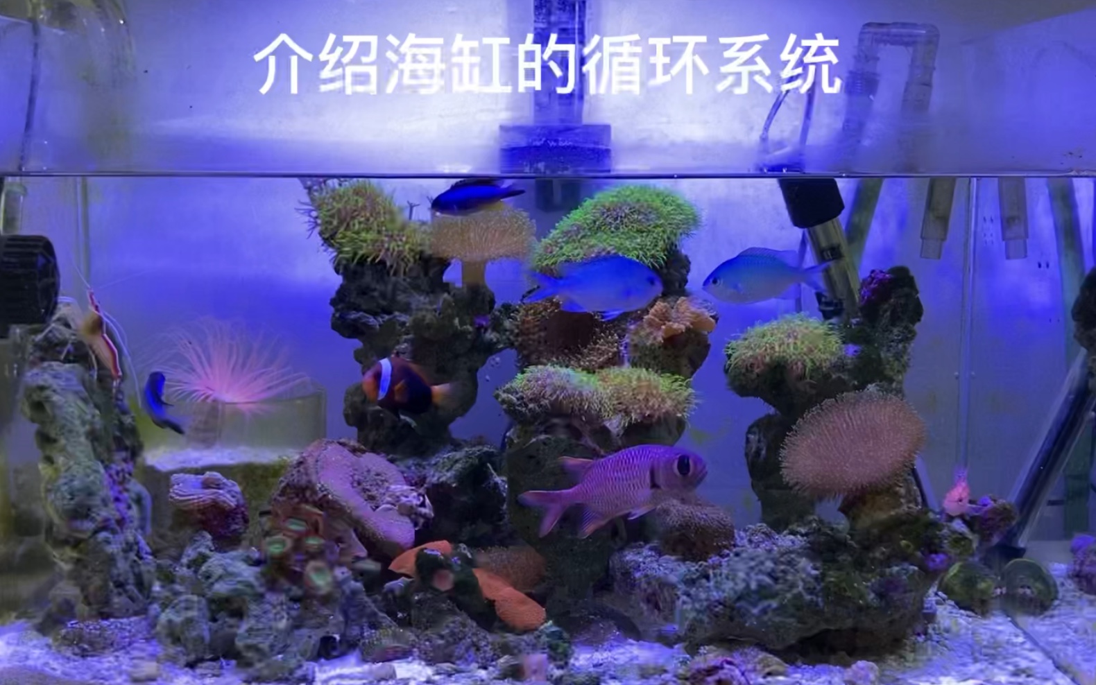 过滤桶海缸如何水循环?