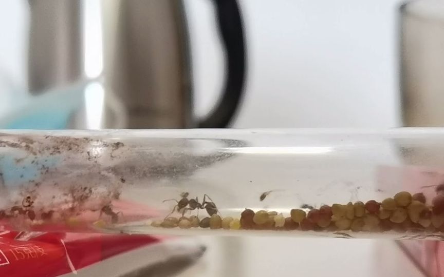 蚂蚁观察记录2 | 蚂蚁搬家啦~