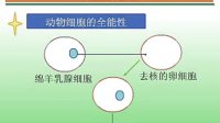高中生物-细胞的增殖分化衰老与死亡3.2