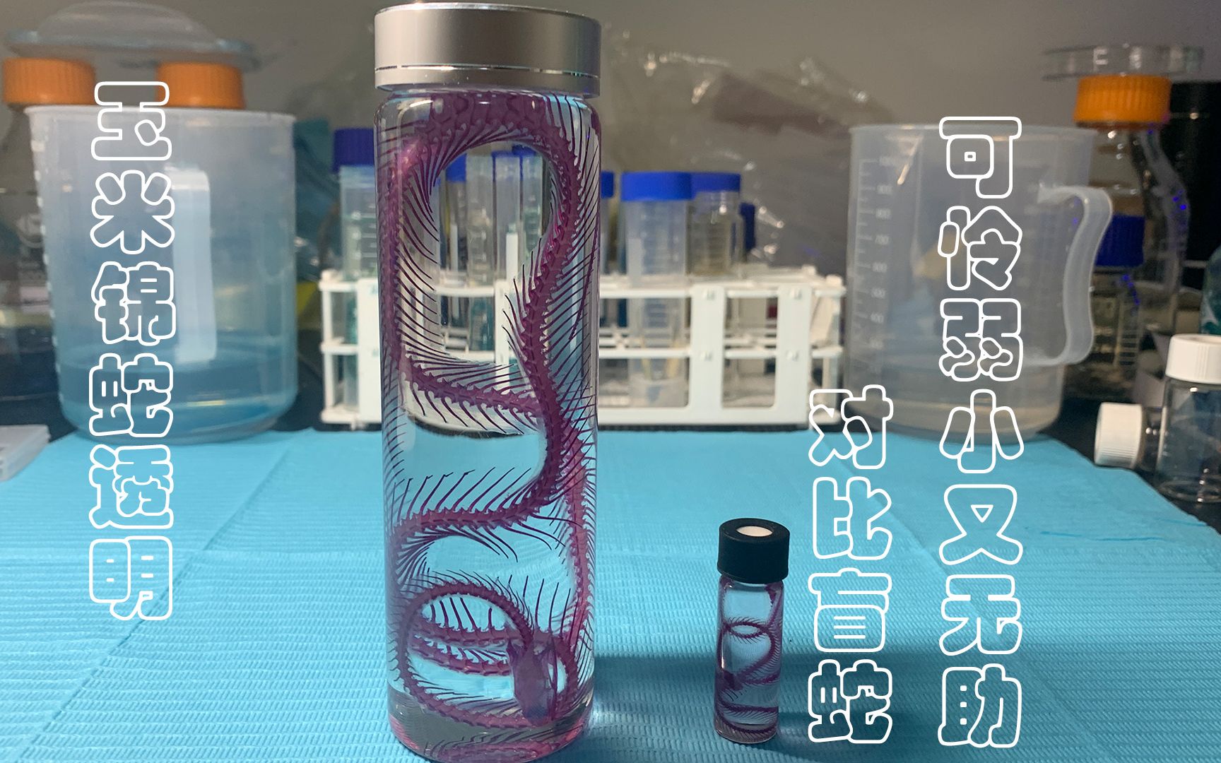 【透明骨骼标本制作】爬友的雪直,标之!没有什么是不能透的