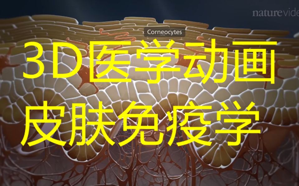 皮肤免疫学-3D医学动画
