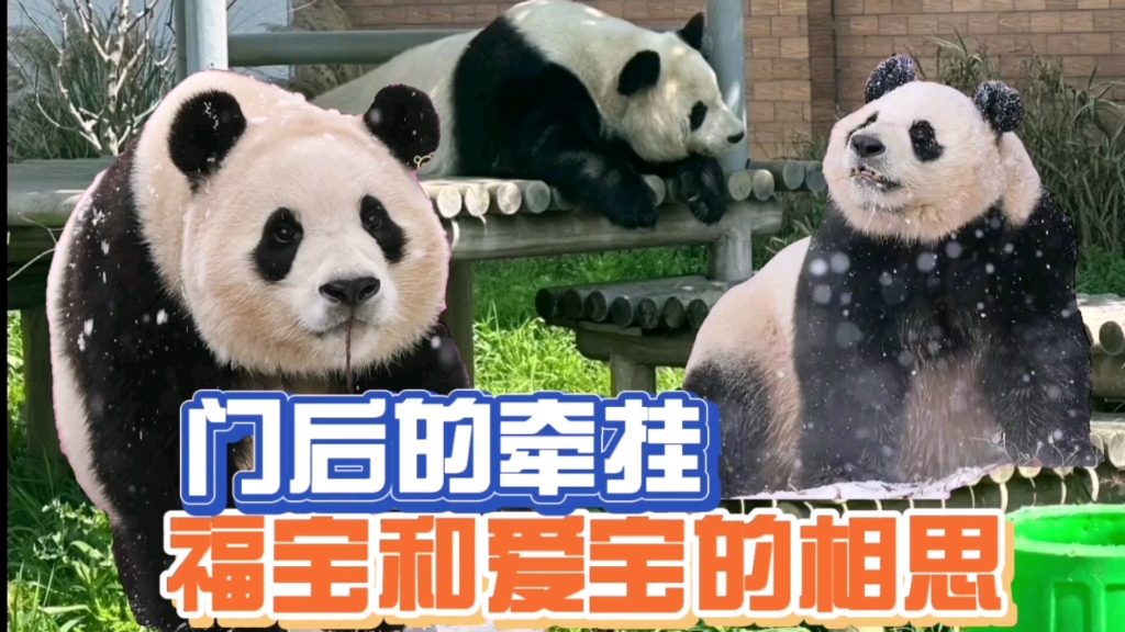 世界最远的距离就在于彼此就隔着一道门,却不能相见,门后的牵挂福宝...