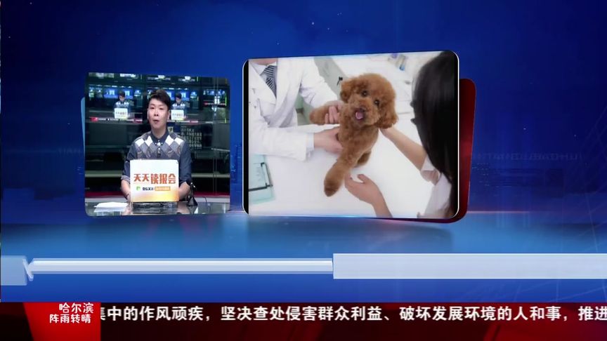 宠物医疗市场 自主定价也需规范收费标准