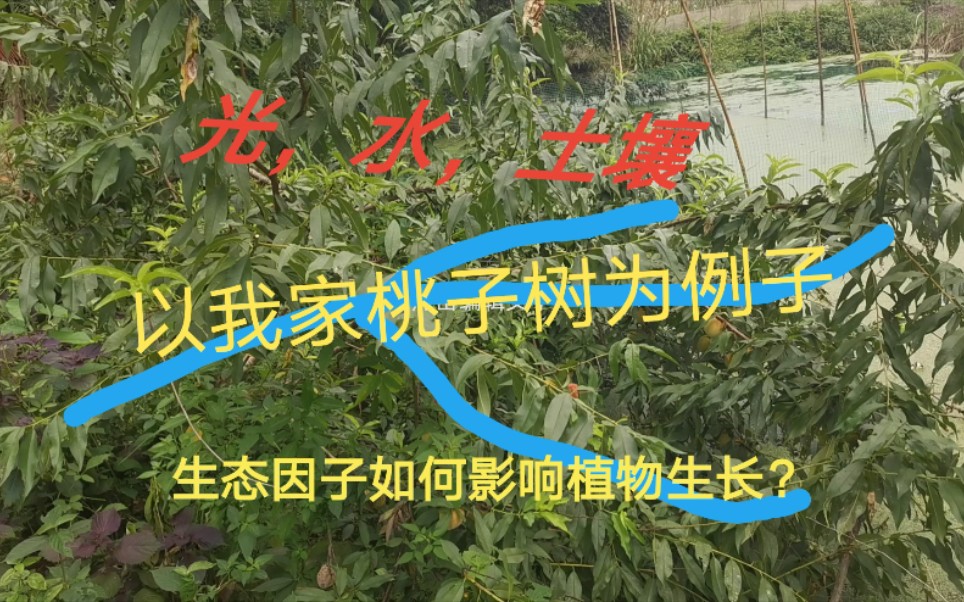 生态因子如何影响植物生长?园林大学生简要分析!