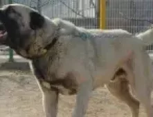 大型猛犬的终极搏杀, 最具战斗力的藏獒青龙大战巨型野兽坎高犬