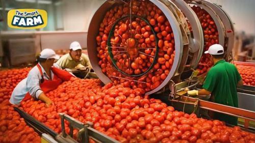 番茄酱的生产之旅:从田间到餐桌的精细工艺与质量控制