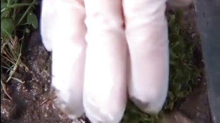 设计并制作生态缸观察其稳定性