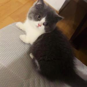 小心安