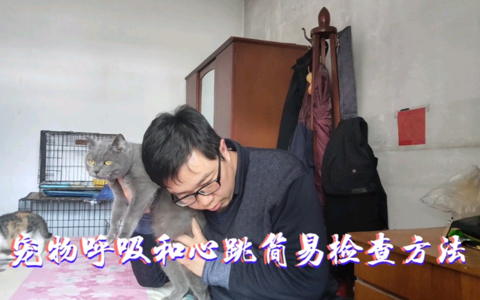 非常时期宠物医生教你宠物检查绝技:呼吸道和心跳检查简易方法
