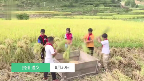 开学第一课一老师将学生带到田里收稻谷,感受"粒粒皆辛苦"!