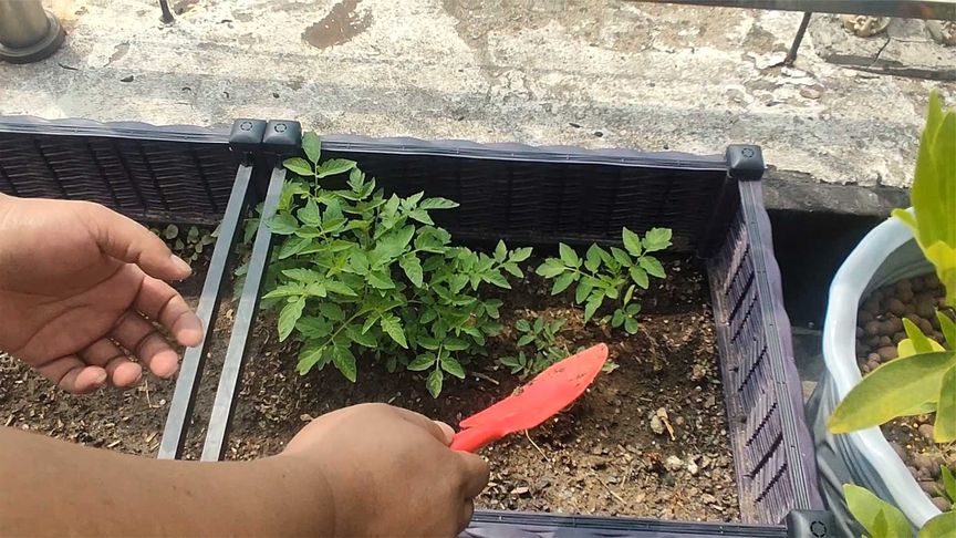 自育的番茄苗已经可以移栽,要不了多久,就能吃上亲手种的番茄了