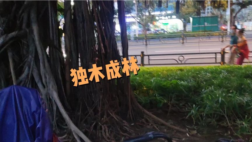 独木成林的行道树
