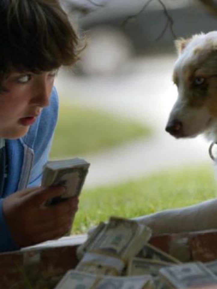 宠物狗顺走银行10万块,给主人当零花钱!#宅家剧场 #萤火计划