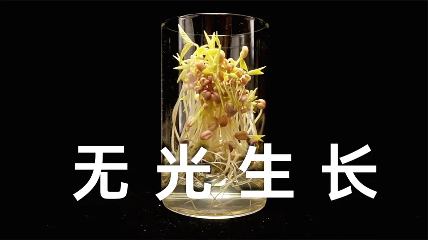 为你呈现拍摄无光下的绿豆芽生长过程,绿豆芽生长过程