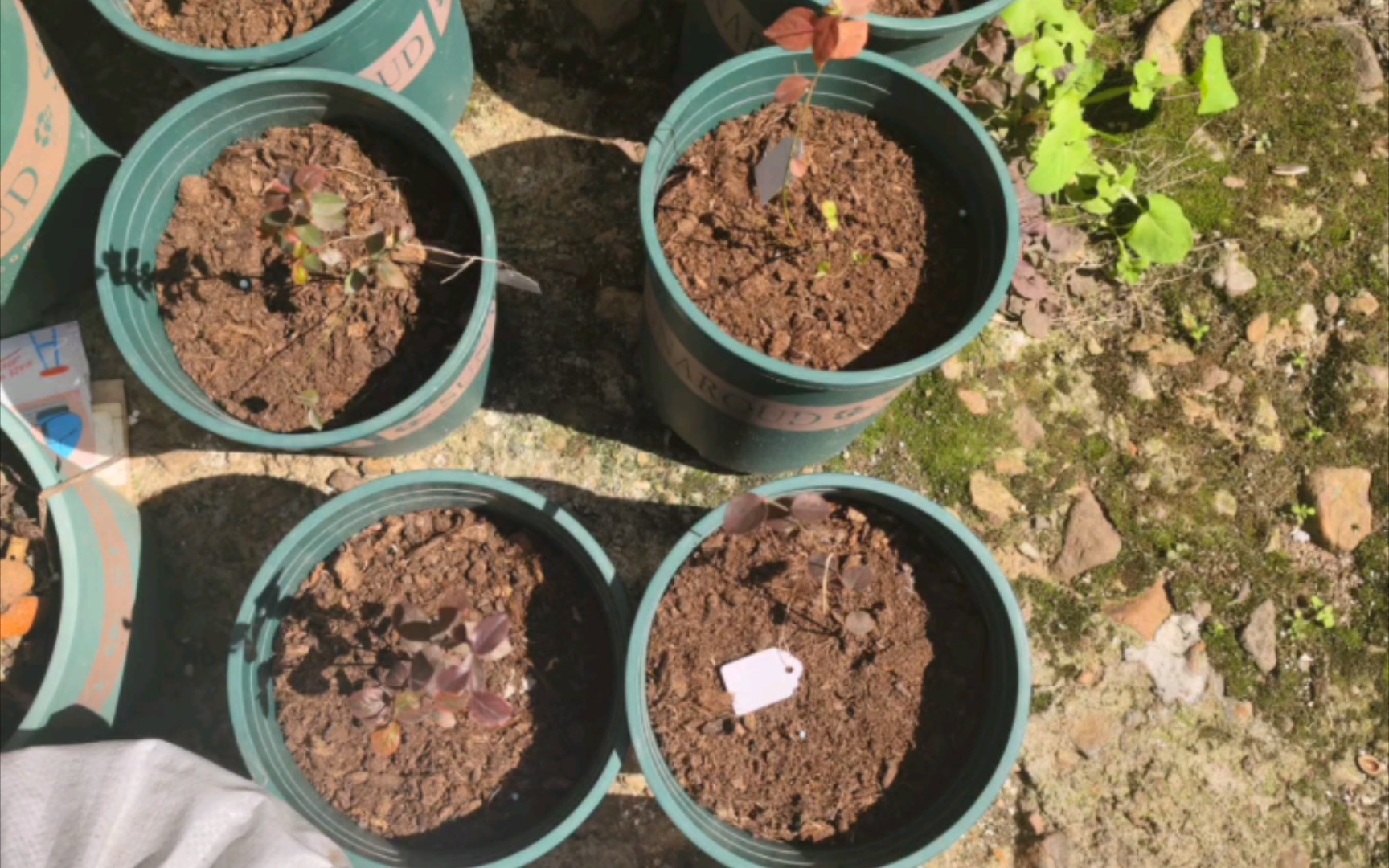 蓝莓牙签苗5个月生长记录