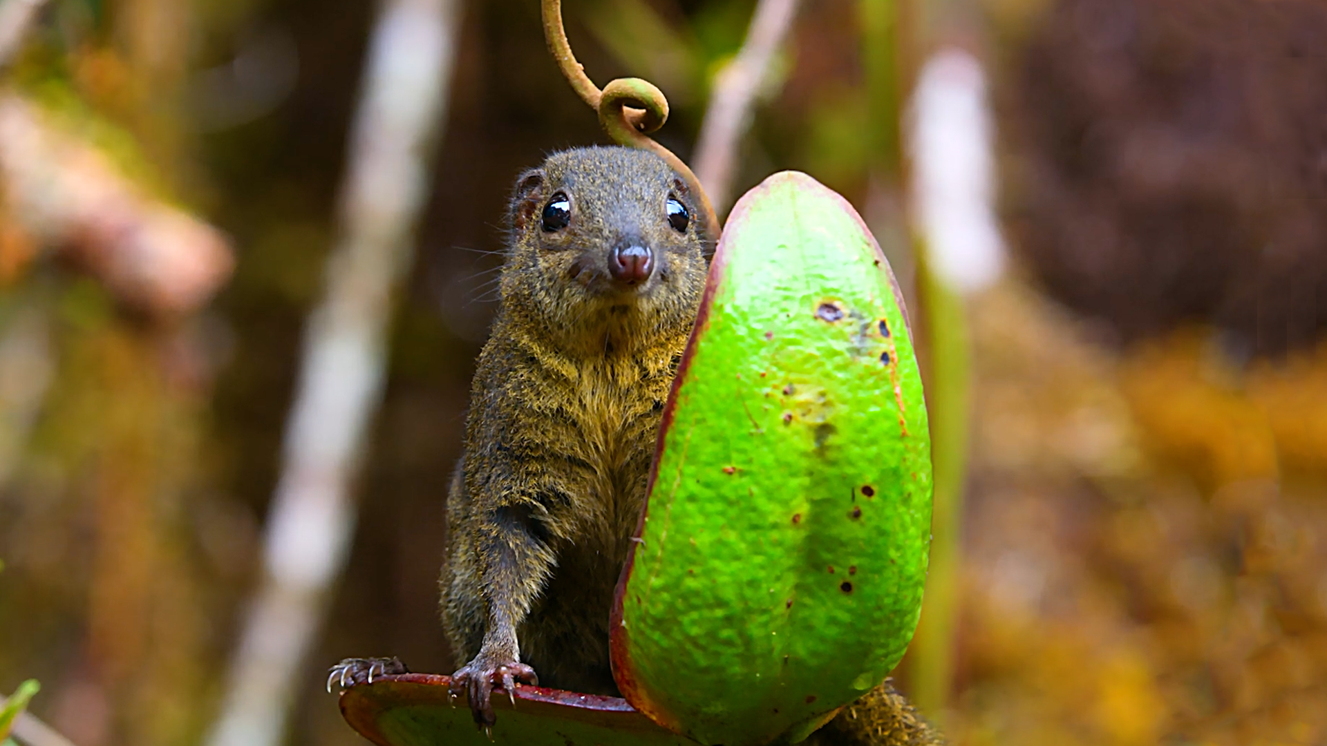 豆瓣9.8的纪录片《我们的星球》,揭秘动植物之间神奇的捕食方法