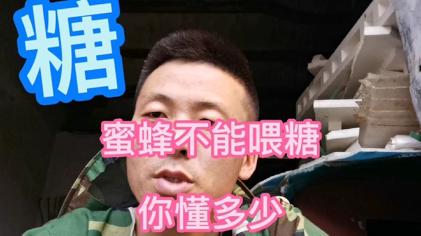 蜜蜂喂糖怎么喂,伤害有多大你们都了解多少