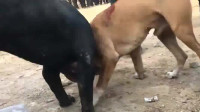 激烈无比的凶残打斗,80斤巨型比特犬吊打140斤凶猛卡斯罗犬
