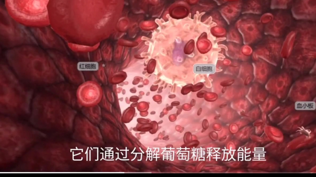 中科血康医学科普:什么是血液,血液有哪些成分?