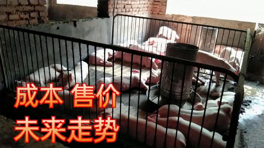 生猪养殖成本、售价、未来价格走势!现在养猪真晚了吗?