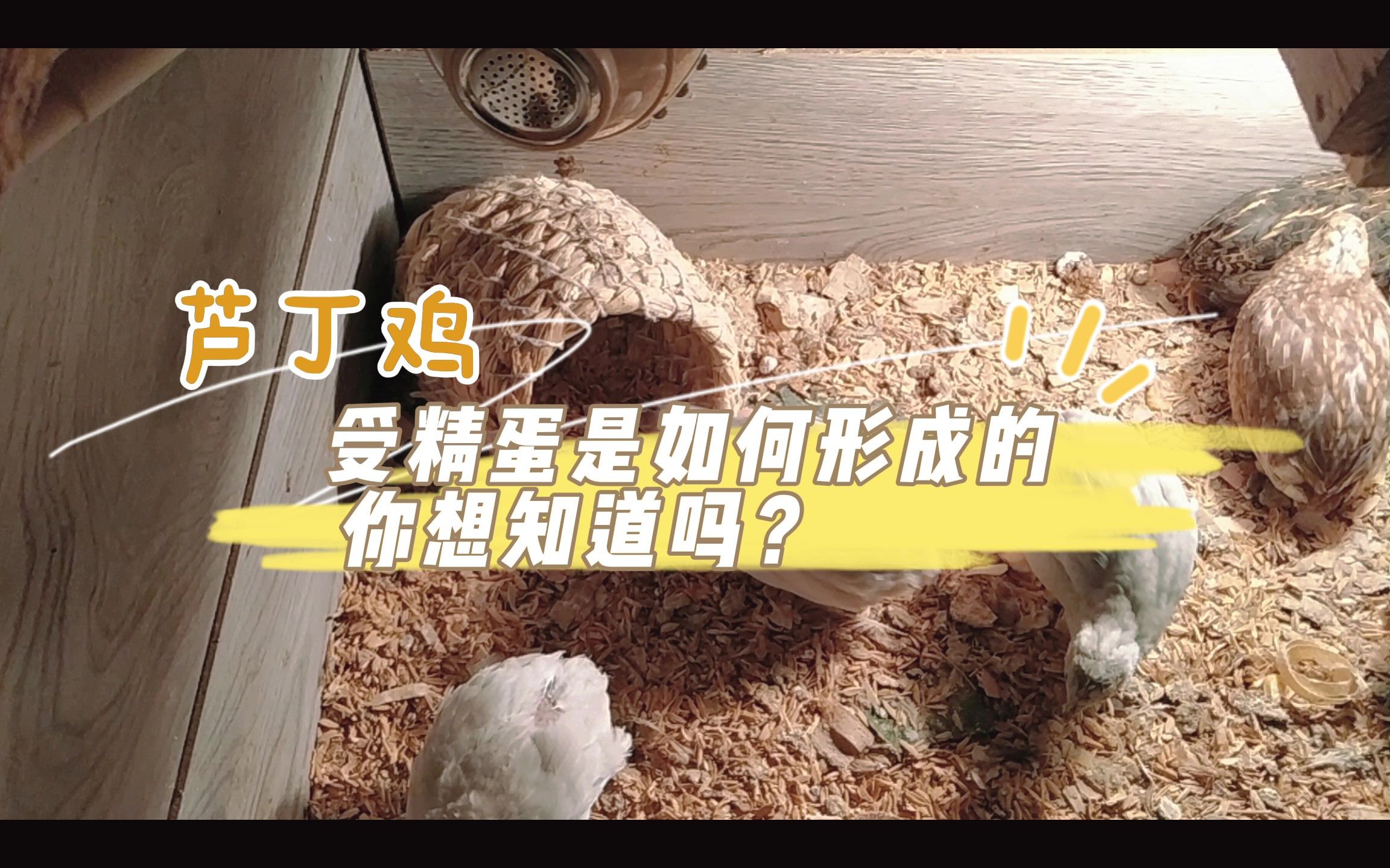 2分钟带你了解,受精蛋是如何形成的