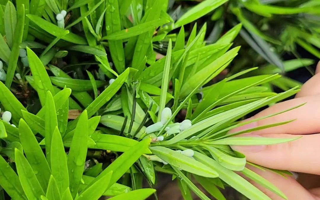 母罗汉松果实长什么样子?