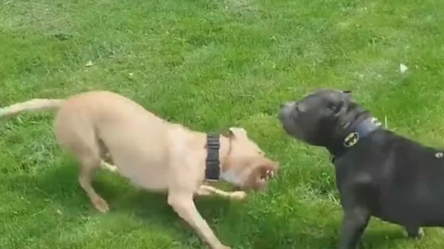 比特犬与藏獒打架,过程激烈难分胜负,镜头拍下打架的全过程