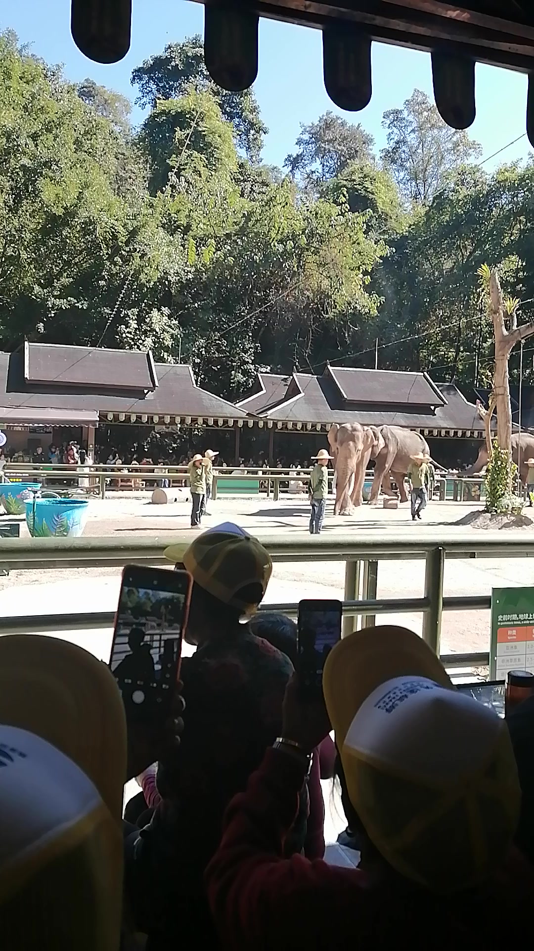 #大象表演 ,#人山人海太热闹了 #
