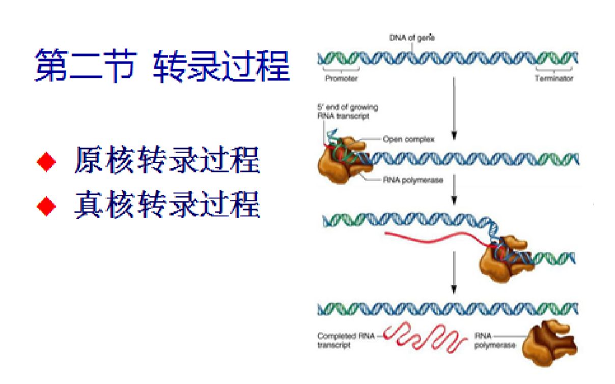 11.3 RNA的合成(三)