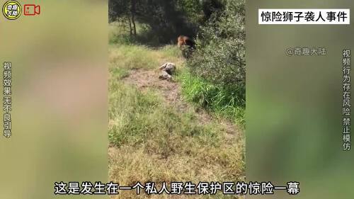 猛兽发狂!狮子撕咬游客惊魂瞬间,隔着屏幕都腿软