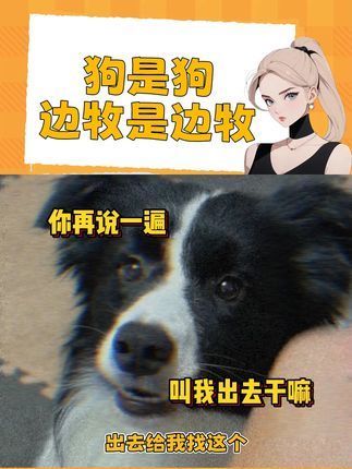 狗是狗 边牧是边牧 #边牧 #狗狗 #狗是狗边牧是边牧 #万万没想到 #搞笑