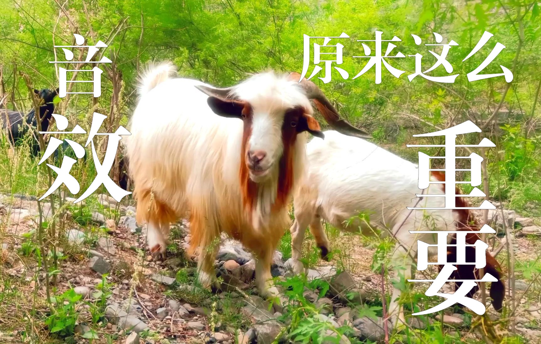 音效在视频中的重要性,几分钟带你入门,音效提升电影感