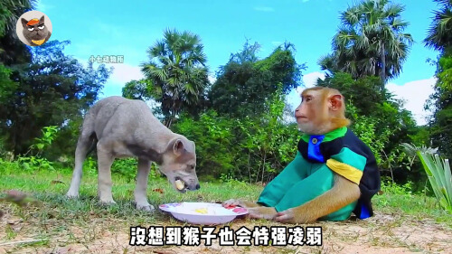 猴子也会持强凌弱!歹着小狗一顿欺负,结果看到狗妈撑腰时就怂了