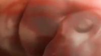 1分钟带你看宝宝诞生全过程,生命孕育竟如此奇妙!