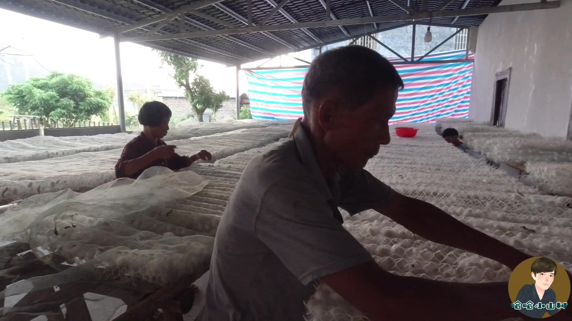 养蚕铺就致富路,家乡变“蚕海桑田”,能哥带你看这蚕虫多壮观!