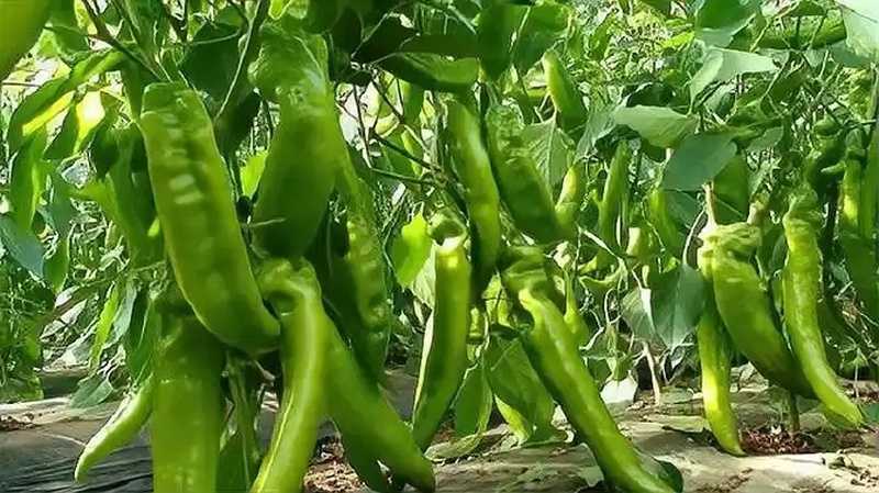 辣椒的种植与管理技术