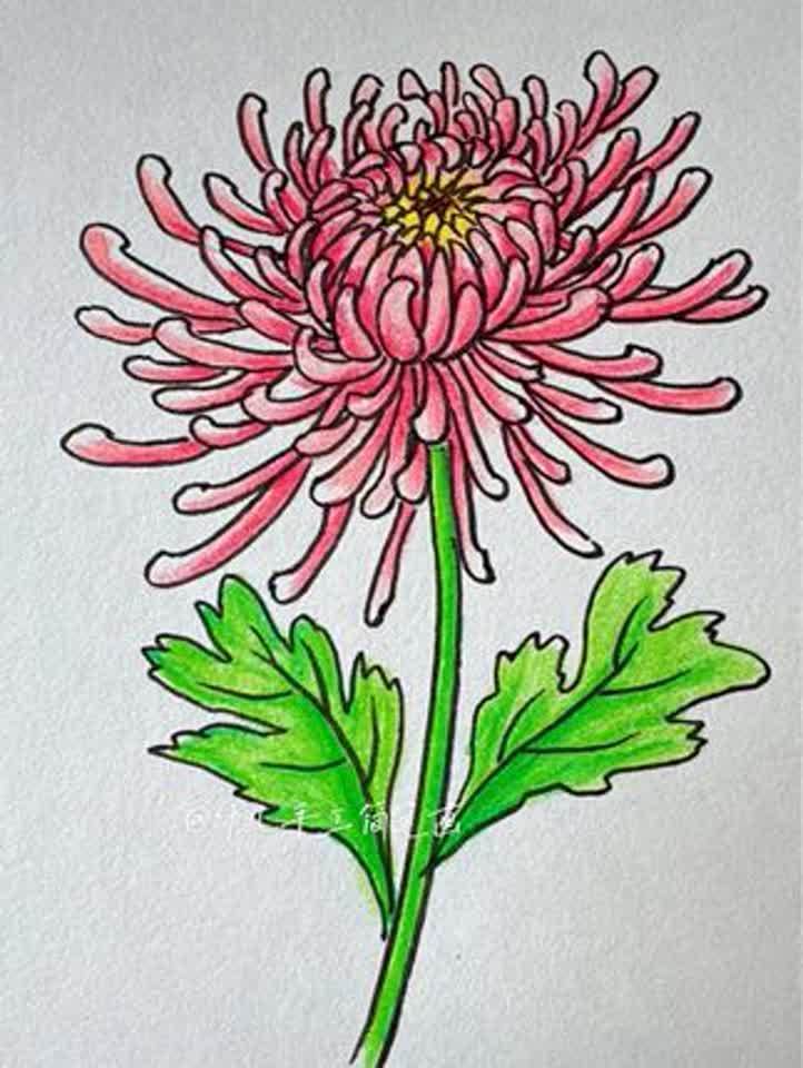 数字6画菊花简单又好看! 有宝想看粉色菊花的效果!我怎能拒绝一颗...