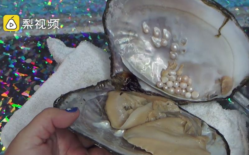 开眼界!巨大蚌壳里取出三十颗珍珠