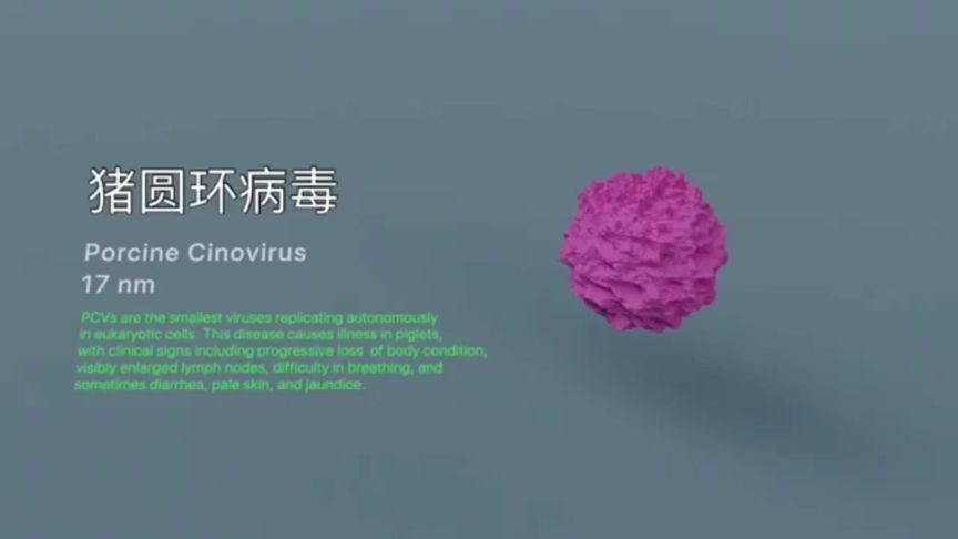 各病毒大小对比,看看新型冠状病毒多大?埃博拉看完整个人不好了