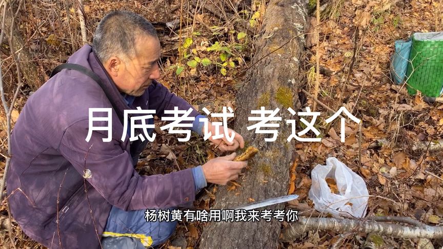 跑山还得知道各种桑黄的用途,今天小张考杨树桑黄的用途。