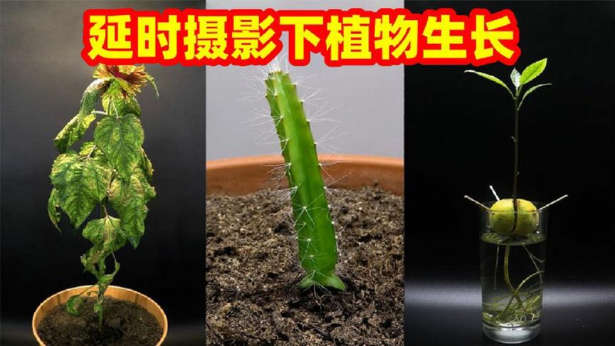生命的力量太奇妙了,仿佛治愈一切!延时摄影下植物萌芽生长过程