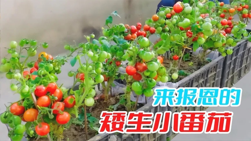 别再种花种草了,又不能吃!种几棵矮生番茄吧,家里宝宝最爱吃!