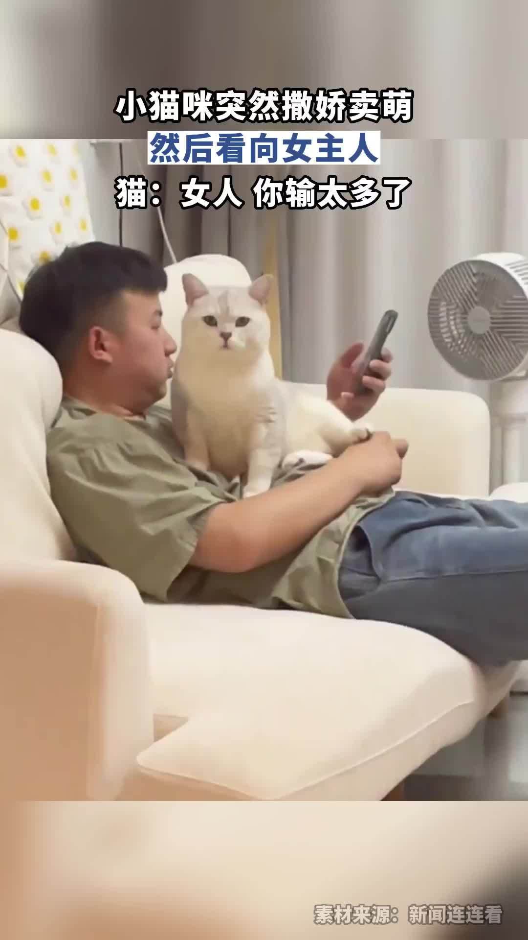 小猫咪突然撒娇卖萌,然后看向女主人,猫:来,我教教你怎么撒娇