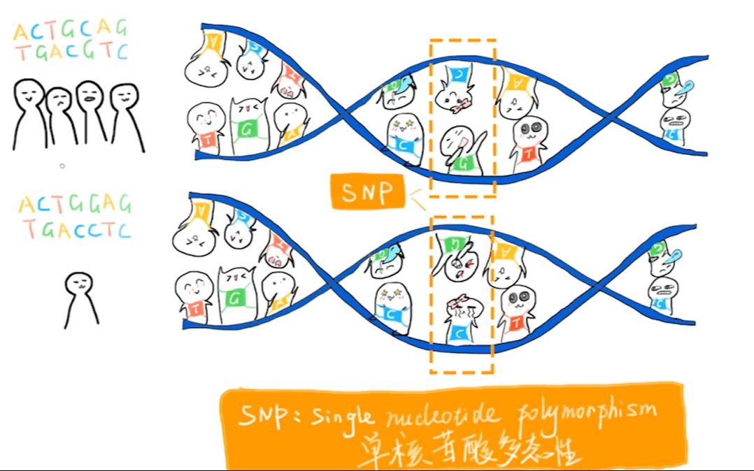 三分钟看懂什么是SNP(单核苷酸多态性:基因与表型的关系)