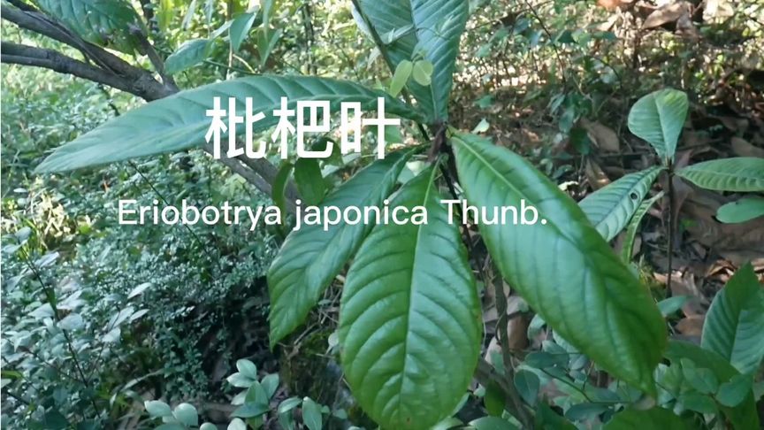 常见的枇杷叶知道啥功效吗?可厉害了,注意使用前去掉绒毛哦