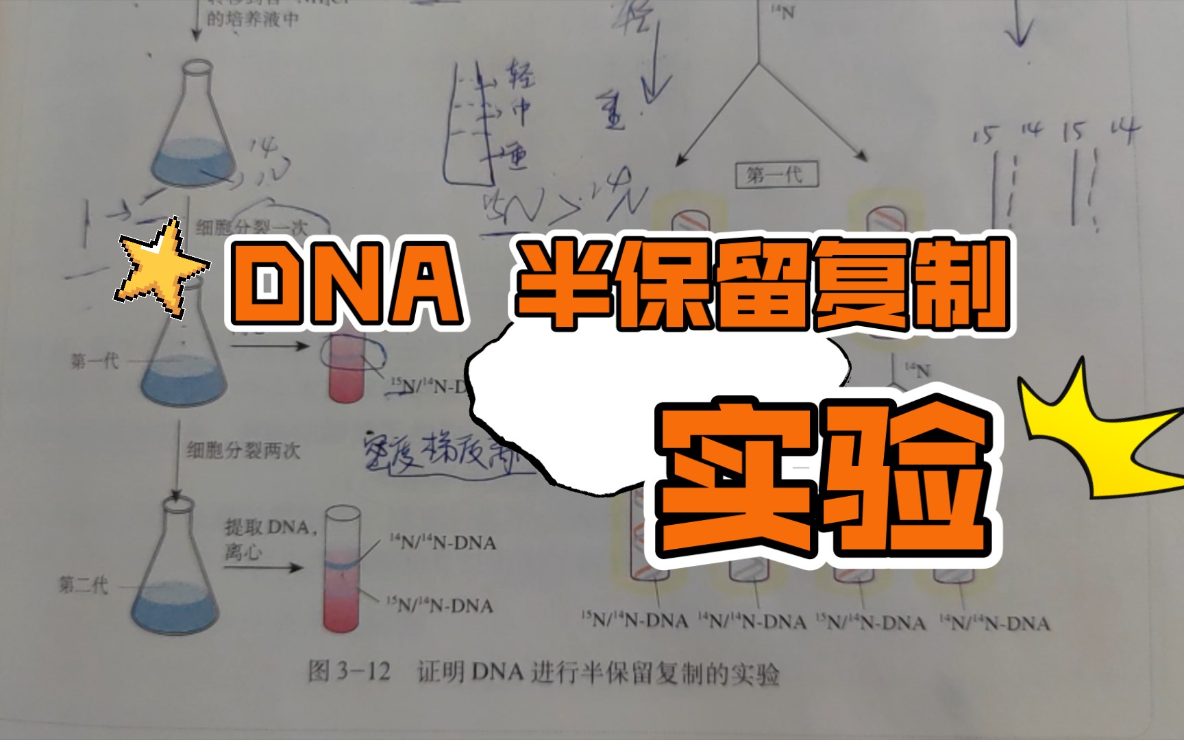 迷你实验 证明DNA进行半保留复制实验